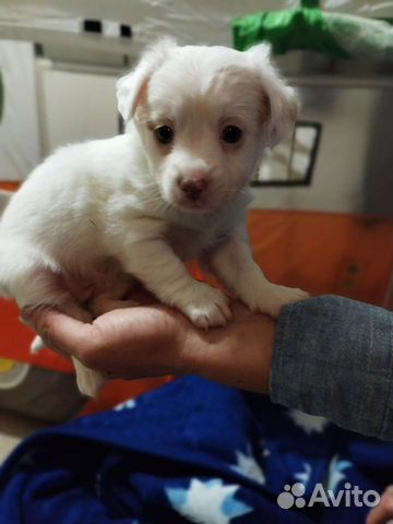 Маленькая собачка