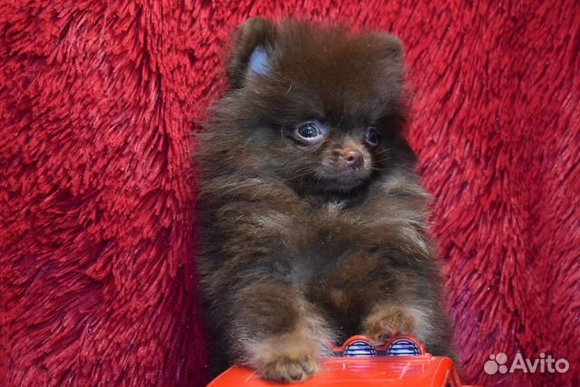 Шпиц - очень сладкий мини малыш