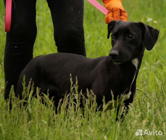 Руфа в добрые руки