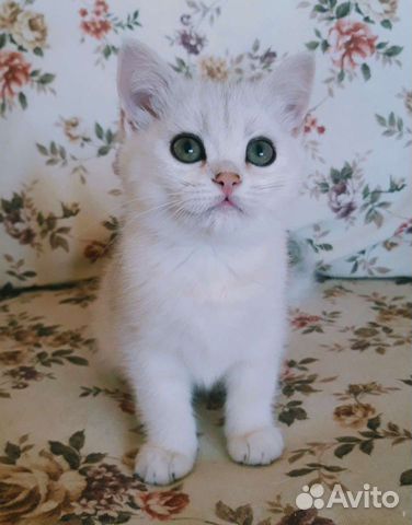 Британская короткошерстная шиншилла