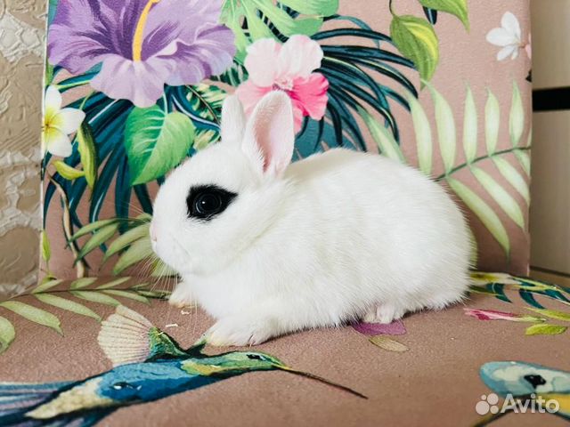 Кролик мини белые декоративные