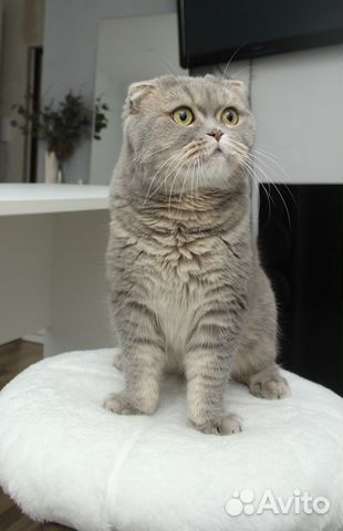 Шотландскаий котик Смока в добрые руки