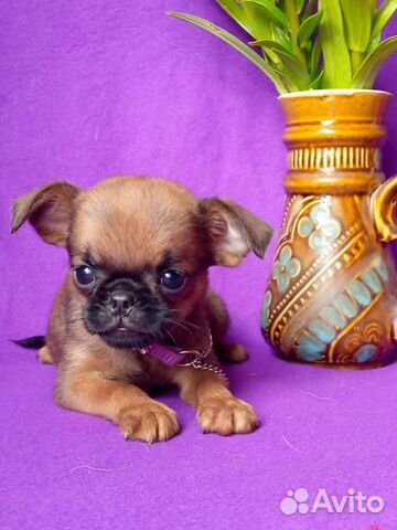 Пти брабансон рыжий мальчик