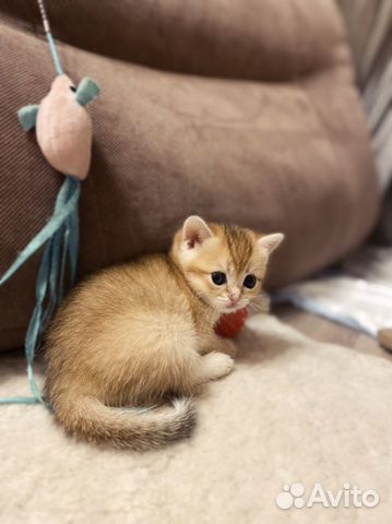 Котята золотая шиншилла
