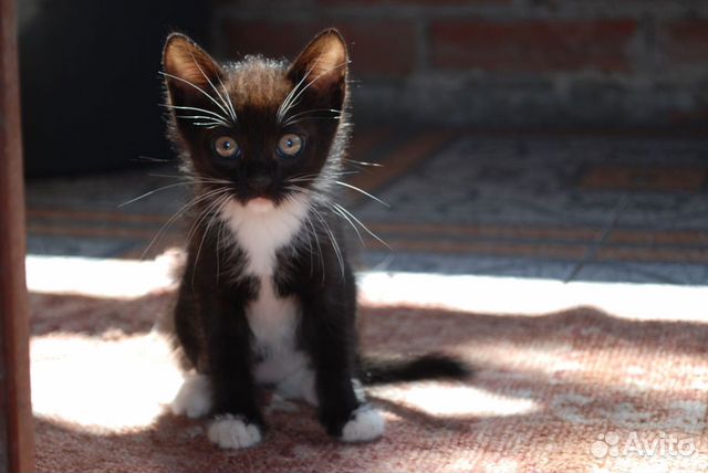 Майские крошки котята в хорошие руки