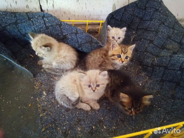 Отдам катят в хорошие руки