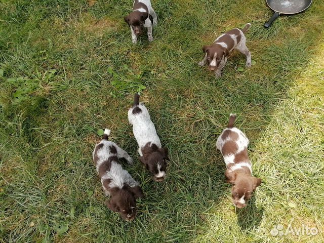 Щенки дратхара продажа