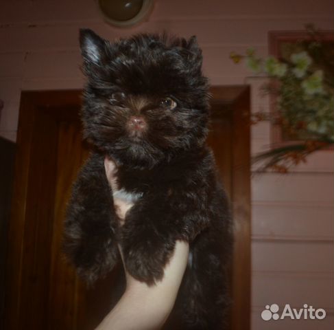 Маленький красавчик