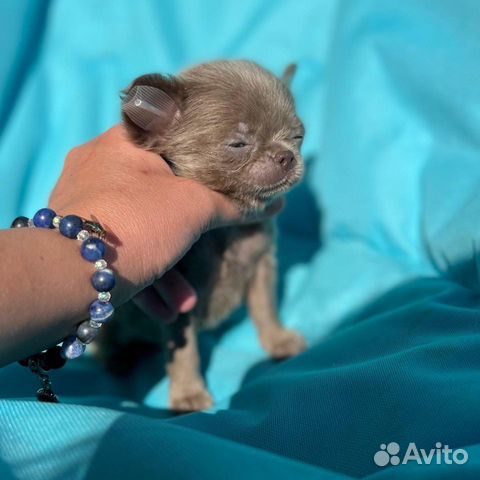 Сказочные гномики