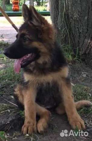 Немецкая овчарка