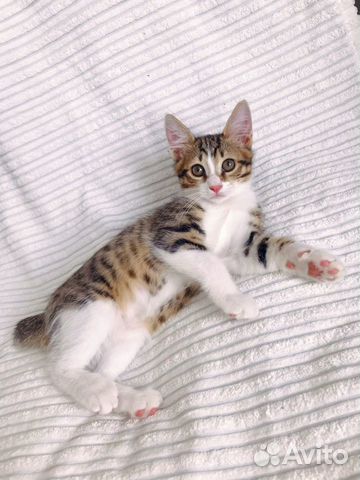 Котята ищут дом