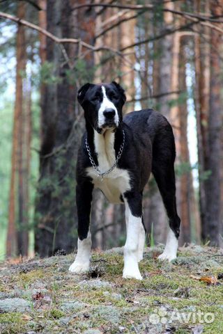 Шикарная девочка сао 6,5 мес