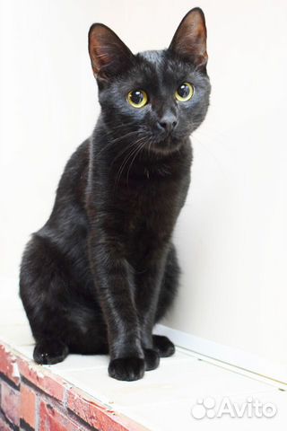 Гладкошерстный красавчик Тима 1 годик