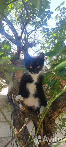 Отдам в добрые руки котят