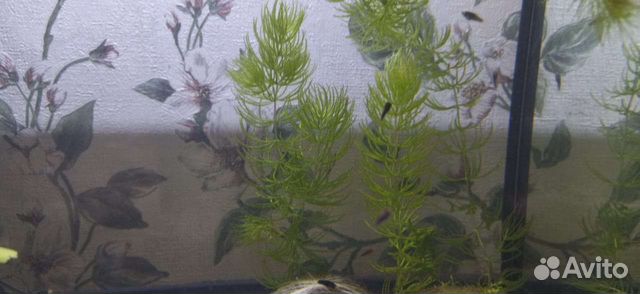 Пицилии гавайские