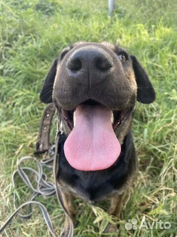 Собака шарпей помесь в добрые руки