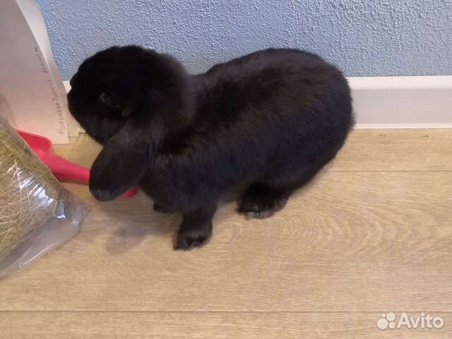 Декоративные кролики