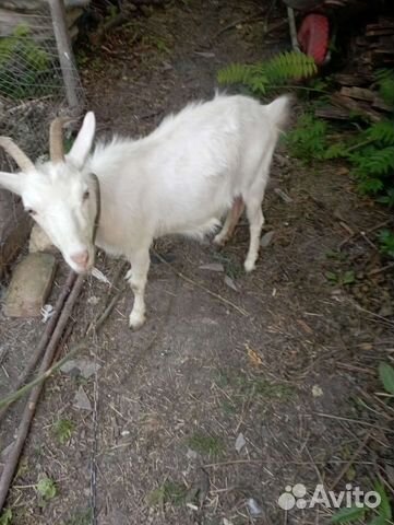 Зааненская козочка