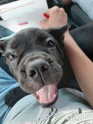 Щенки метисов Кане Корсо с боксером