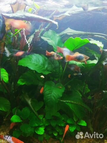 Редкие пецилии