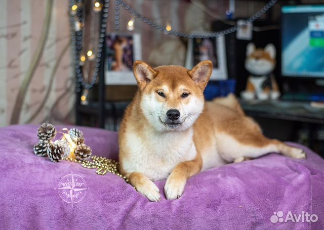 Щенки сиба шиба ину