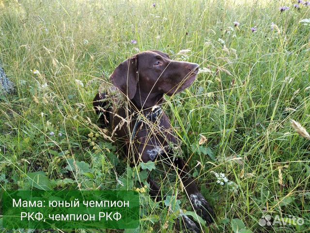 Щенки курцхаара