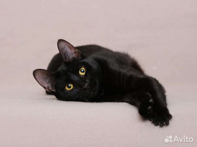 Кошка подросток, чёрная пантера в дар
