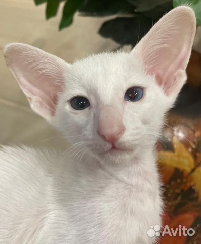 Ориентальные котята