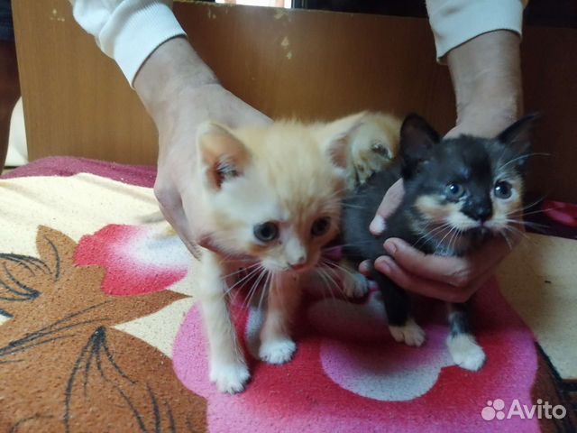 Бешеные котята свинотыши