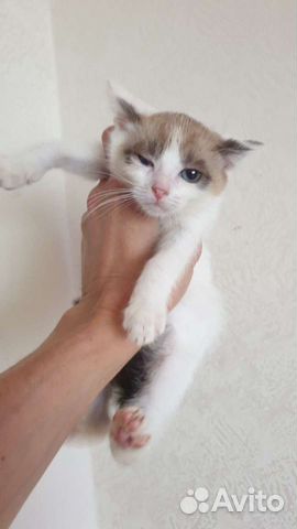 Котенок мальчик сно-шу в добрые руки