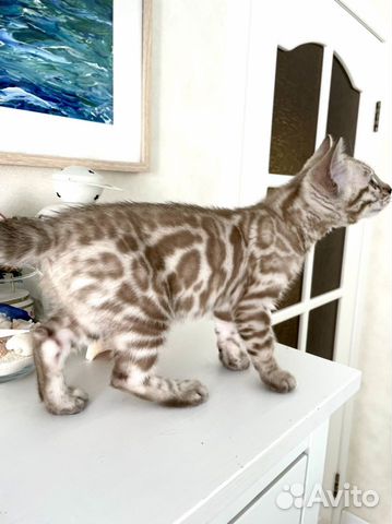 Бенгальская девочка минк