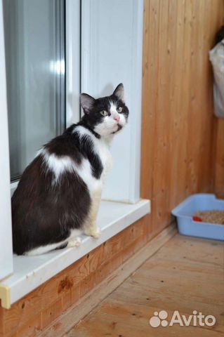 Нужен дом котику