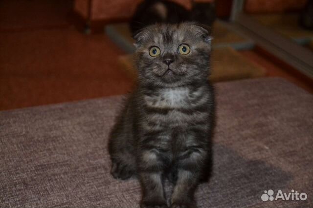 Шотландская вислоухая