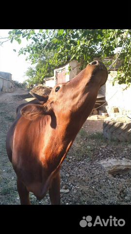 Корова телка