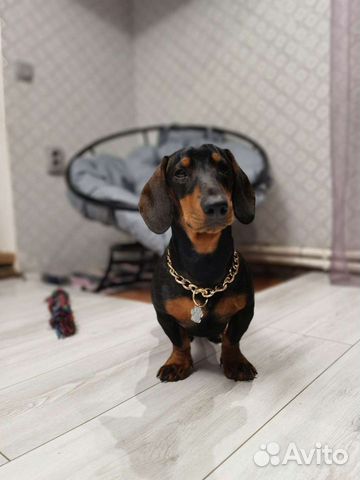 Такса гладкошерстная стандартная