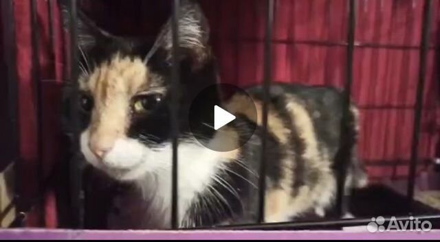 Беременную кошечку Катю выбросили в окно