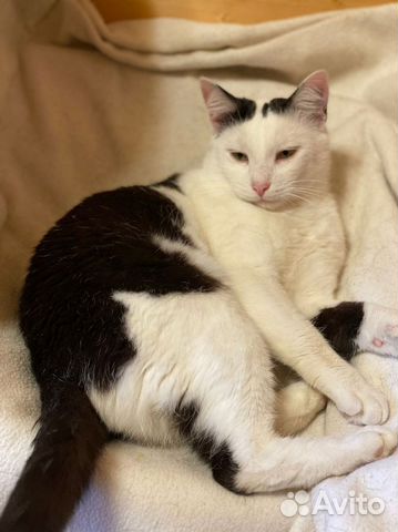 Котик Милки ищет свою семью