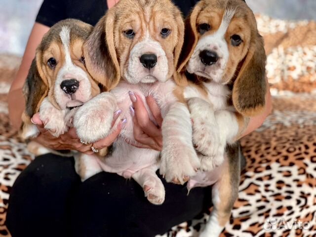 Бигль высокопородные и мощные щенки