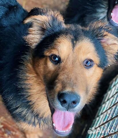 Пес Гарик пропадает в заточении