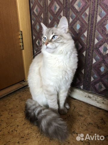 Мама сибирячка, папа сфинкс