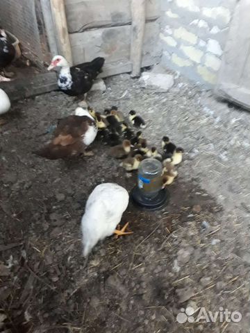 Утки шептуны