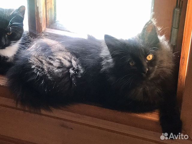 Черный котенок в дар