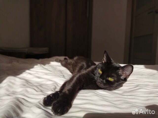 Шотландская кошка на вязку