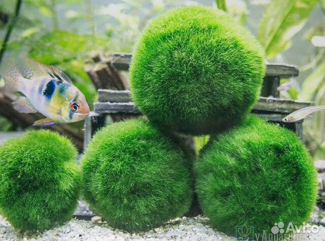 Кладофора шаровидная