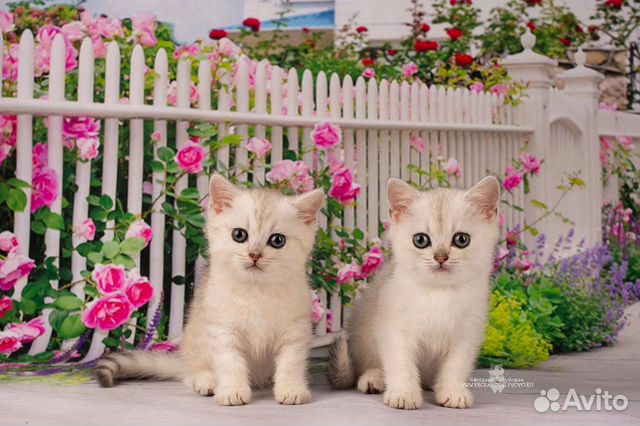 Британские клубные кошечки