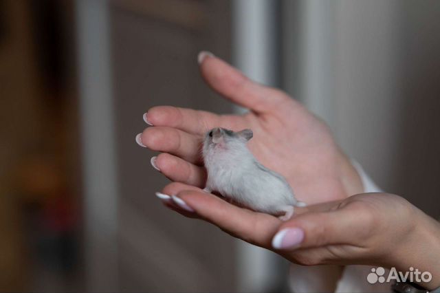 Джунгарский хомяк