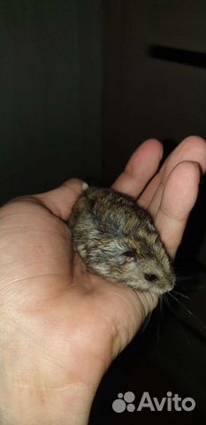 Джунгарский хомяк