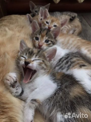Котята в добрые руки