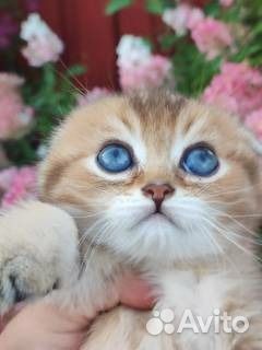 Вислоухие мраморные котята