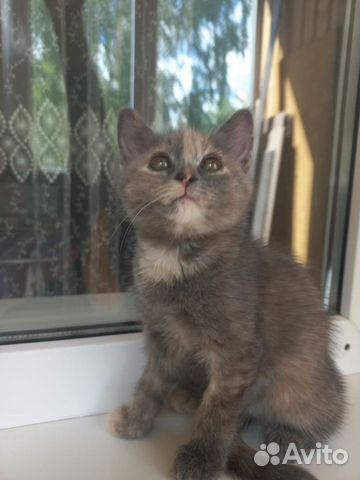 Котенок Шанель